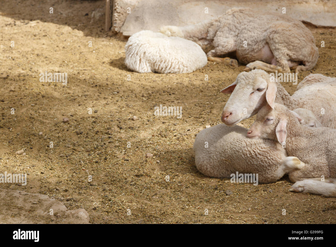 View of sheep living in a zoo, sitting in cage Stock Photo - Alamy