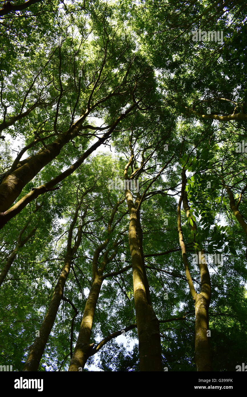 Looking up through the trees in the forest on a summers day Stock Photo ...