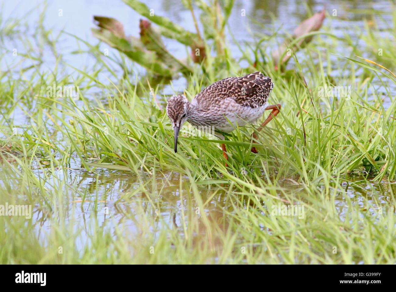 Juvenile European Common Redshank (Tringa totanus) walking in Dutch ...