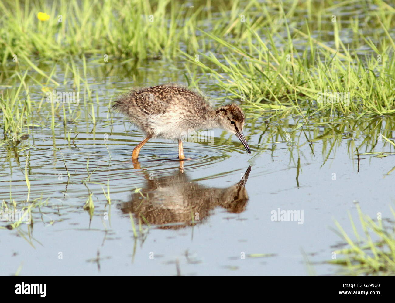Juvenile European Common Redshank (Tringa totanus) foraging in coastal ...