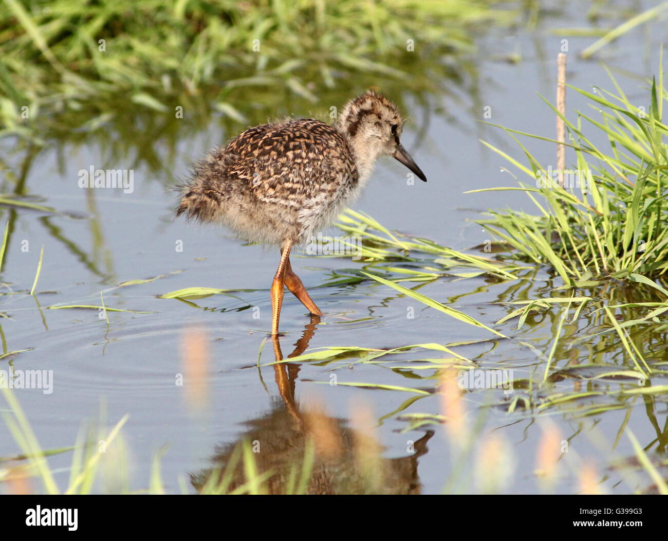 Juvenile European Common Redshank (Tringa totanus) walking in Dutch ...