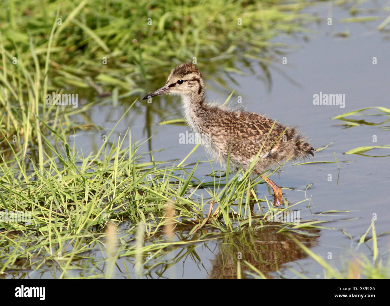Juvenile European Common Redshank (Tringa totanus) foraging in coastal ...