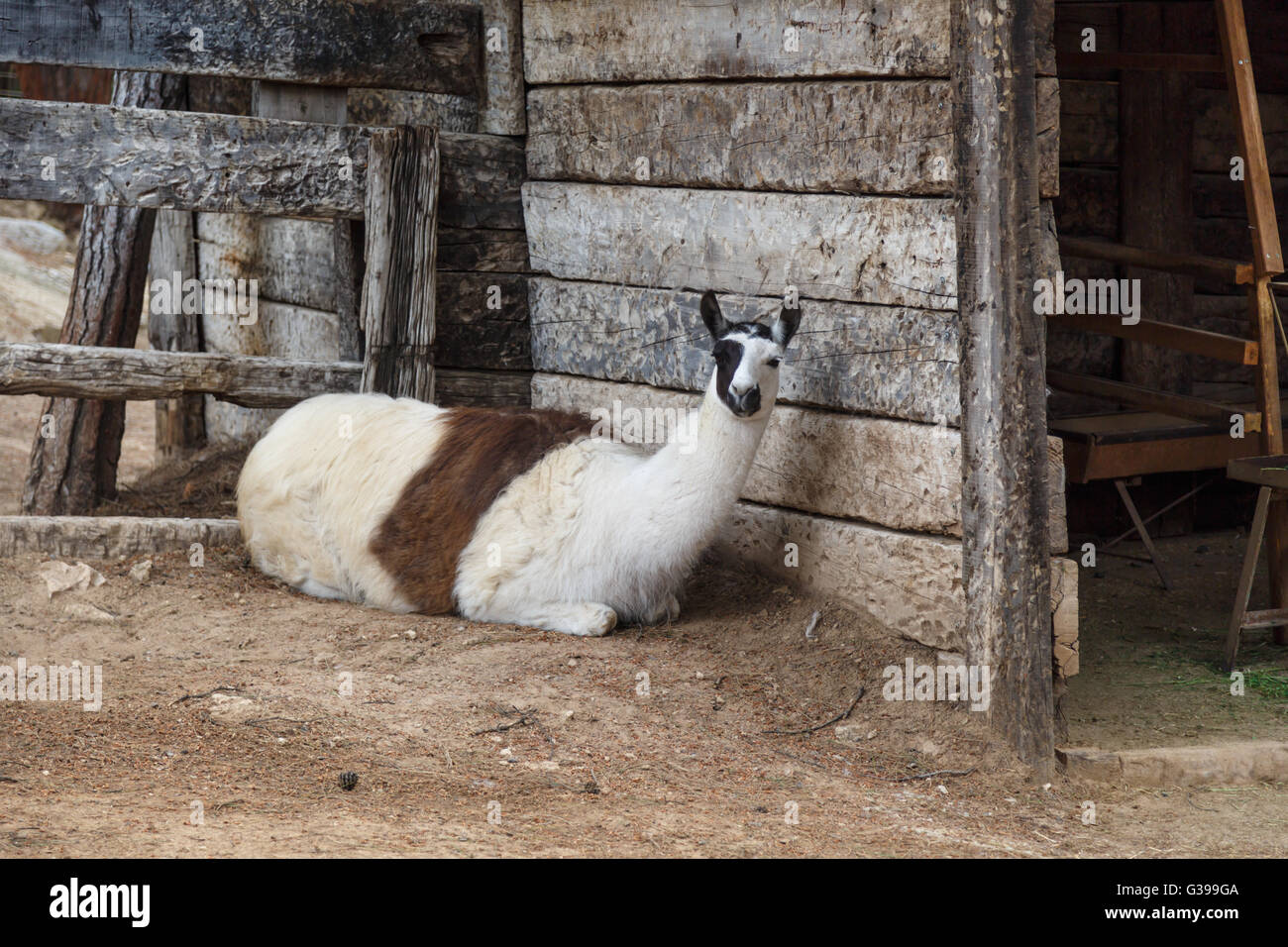 View of a white lama sitting in a cage in a zoo Stock Photo - Alamy