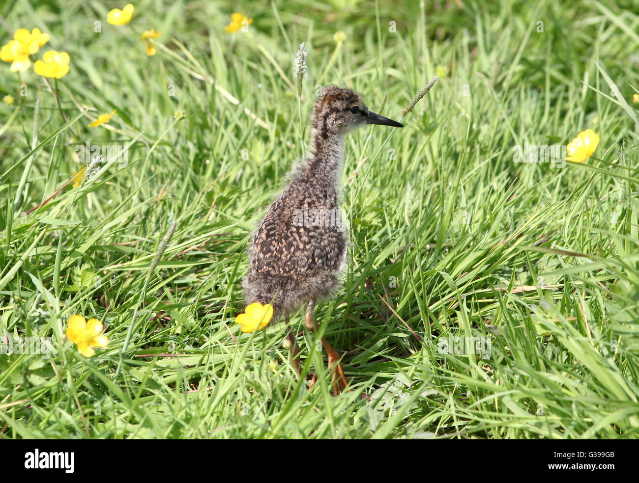 Juvenile European Common Redshank (Tringa totanus) in a springtime ...