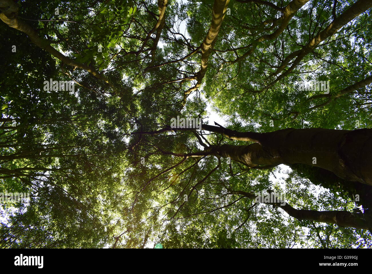 Looking up through the trees in the forest on a summers day Stock Photo ...