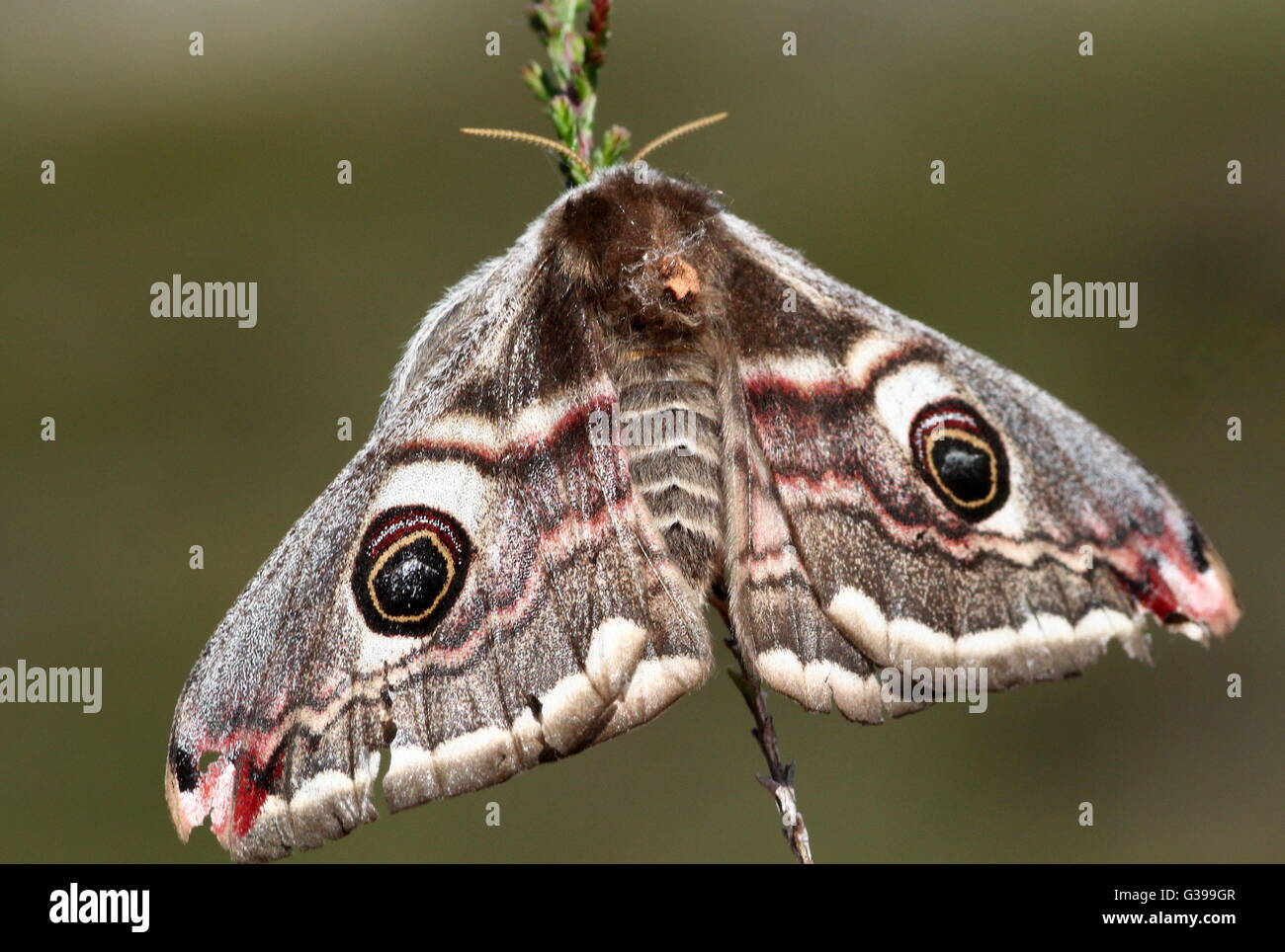 Large emperor moth hi-res stock photography and images - Alamy
