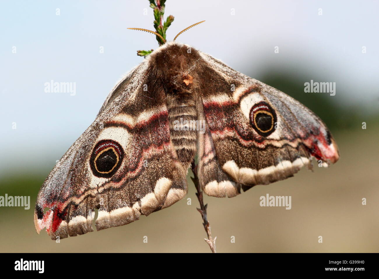 Large and colourful female European Small Emperor Moth (Saturnia ...