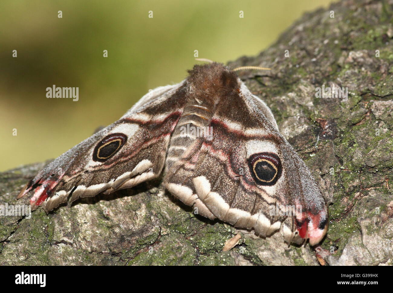 Wings of large emperor moth hi-res stock photography and images - Alamy