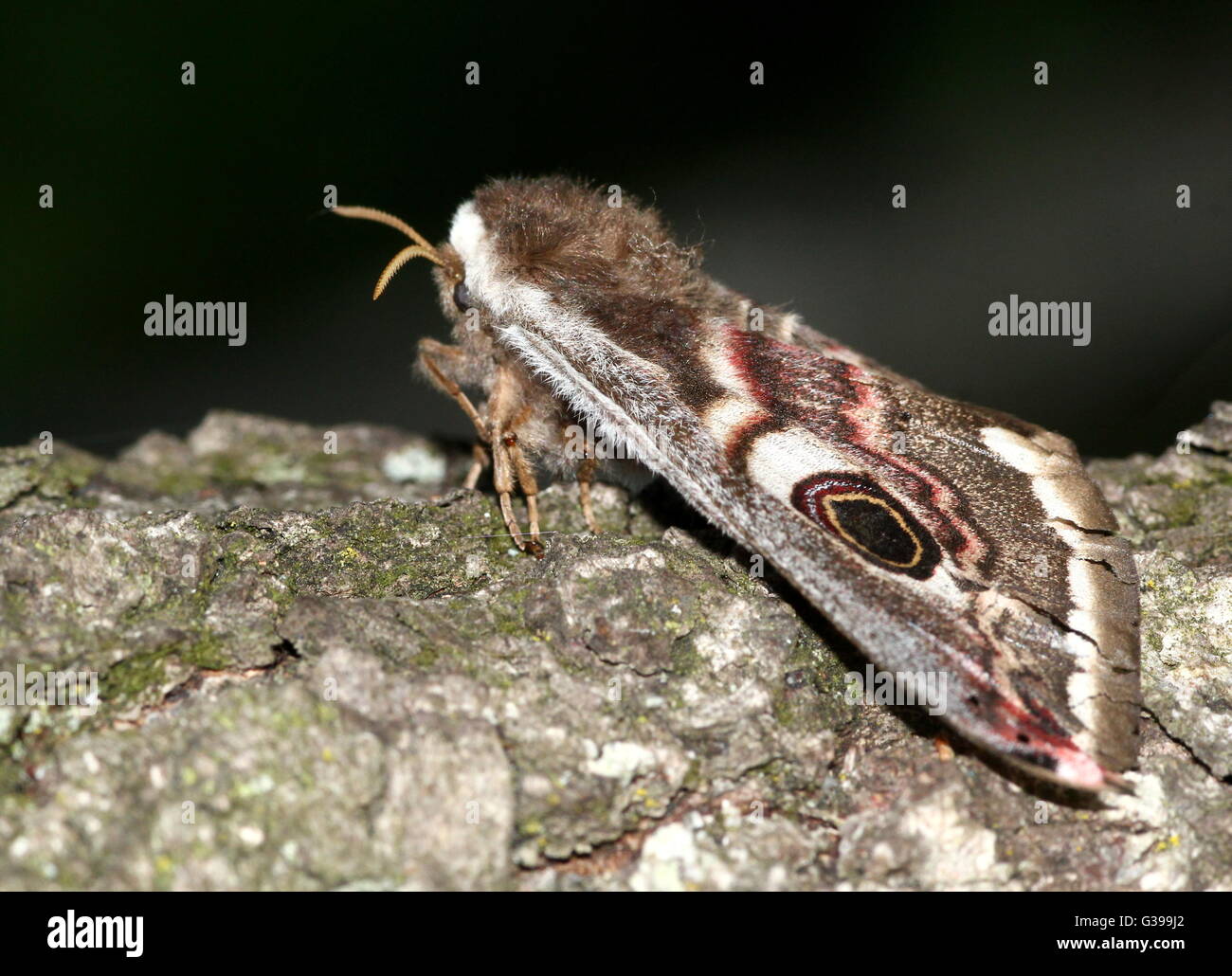 Large and colourful female European Small Emperor Moth (Saturnia ...