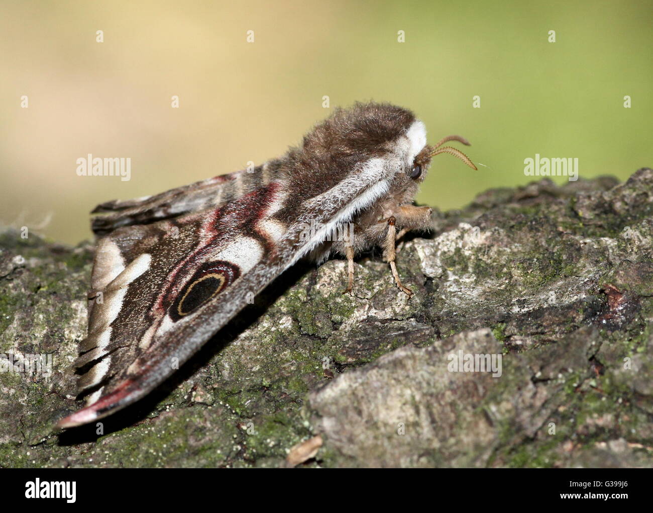 Large and colourful female European Small Emperor Moth (Saturnia ...