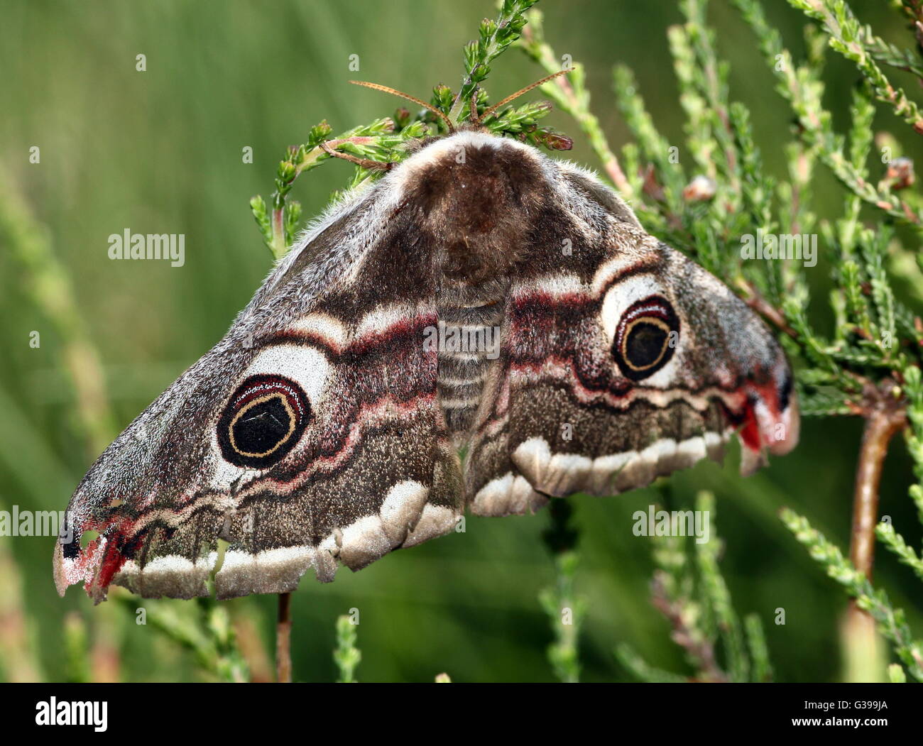 Large and colourful European Small Emperor Moth (Saturnia pavonia Stock ...
