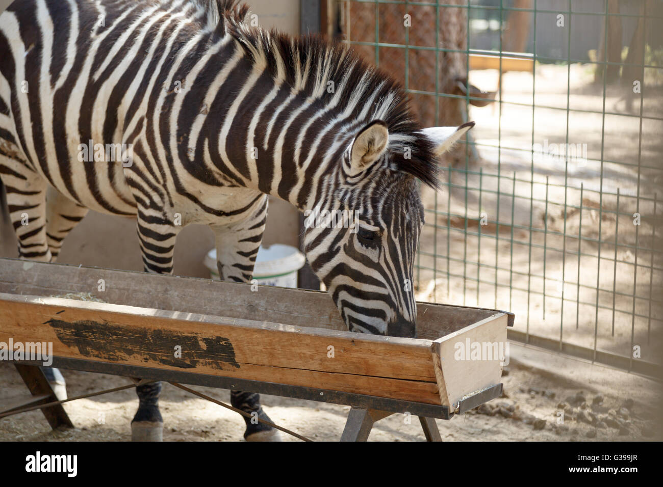 View of a stripped zebra living in cage in a natural park Stock Photo ...