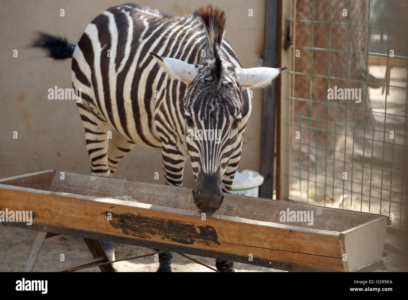 View of a stripped zebra living in cage in a natural park Stock Photo ...