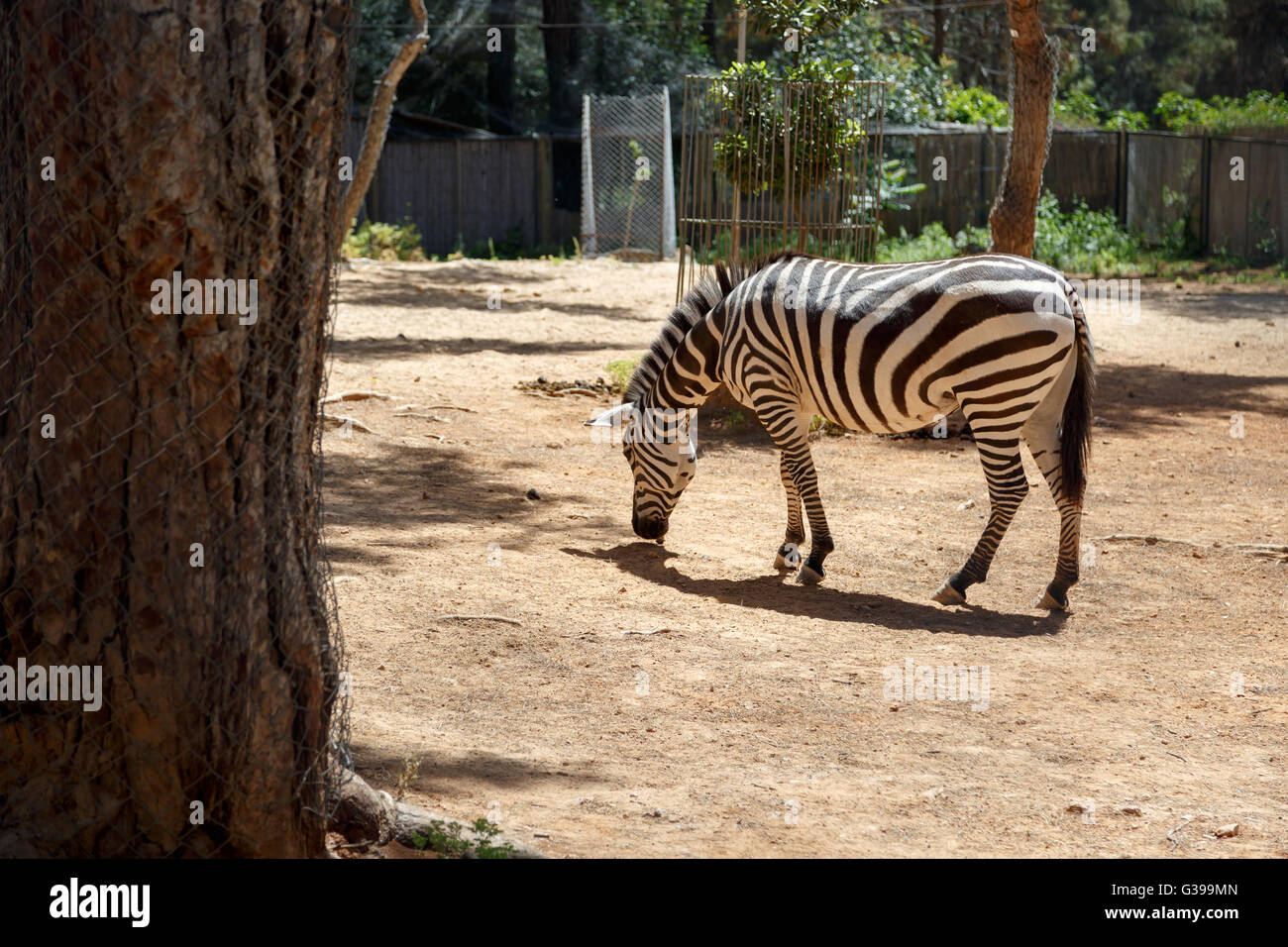 View of a stripped zebra living in cage in a natural park Stock Photo ...
