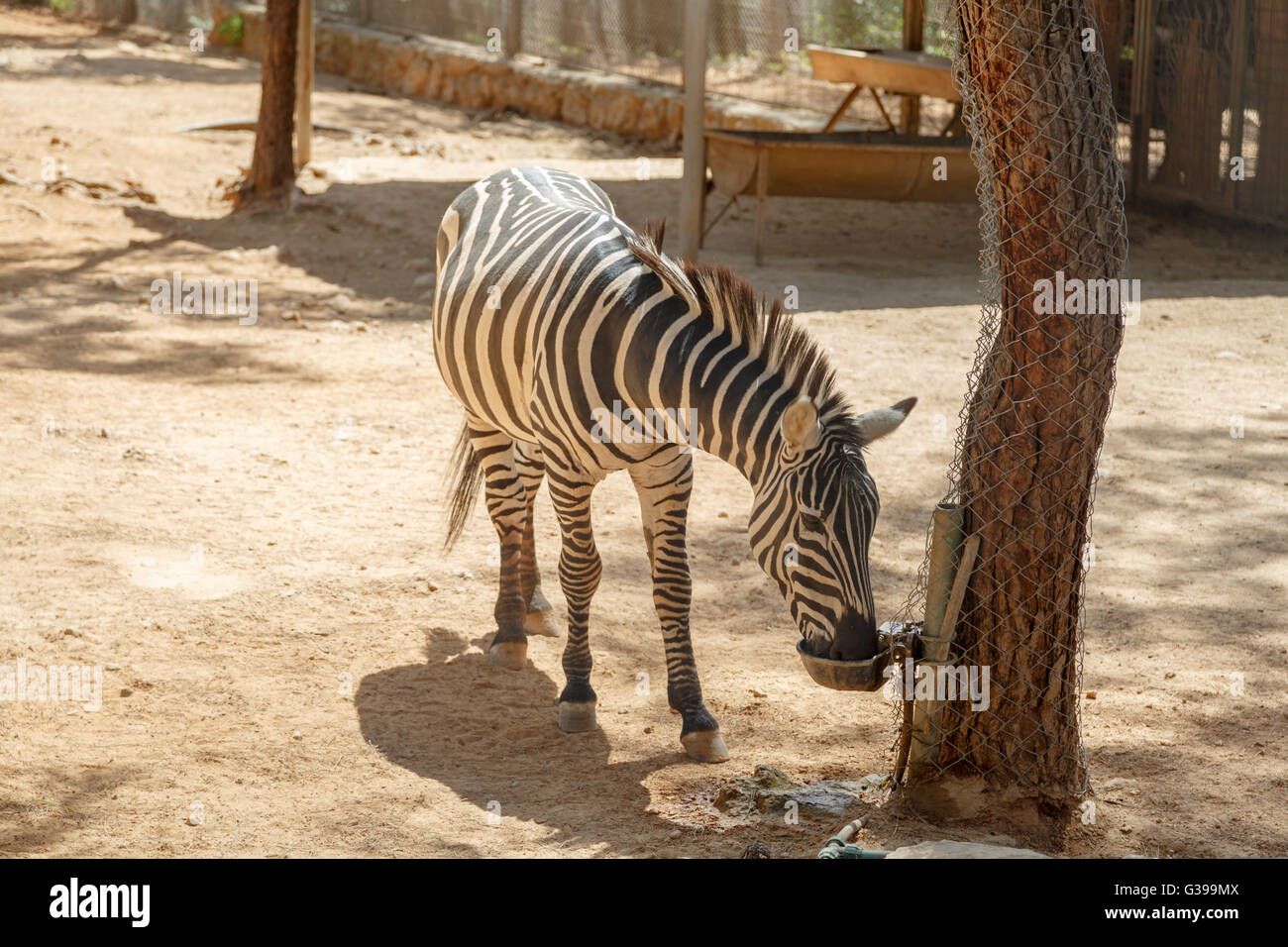 View of a stripped zebra living in cage in a natural park Stock Photo ...