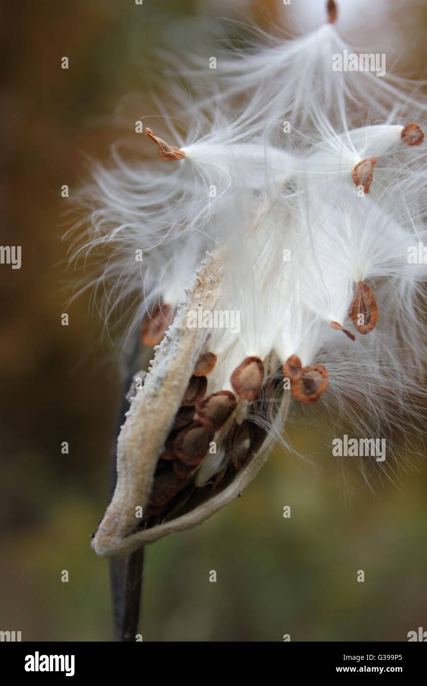 Seed Pod with seeds escaping Stock Photo - Alamy