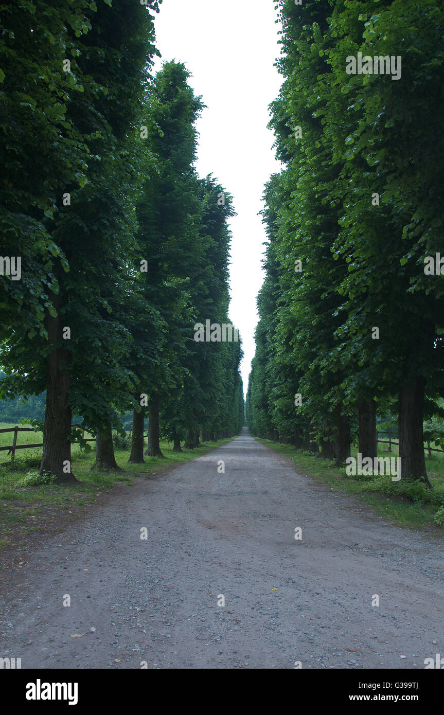 Tree lined avenue hi-res stock photography and images - Alamy