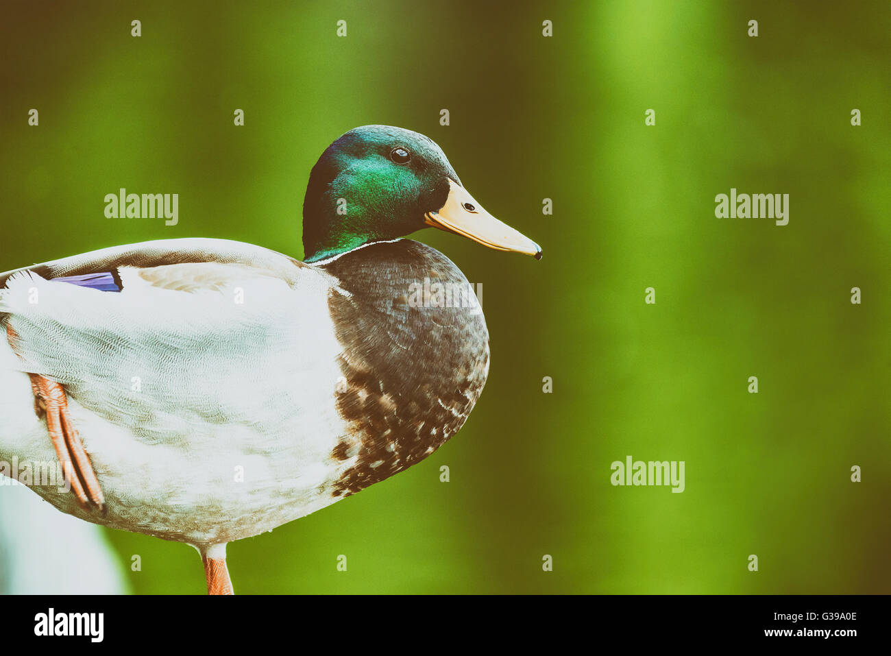 Wild Duck Portrait Close Up Stock Photo - Alamy