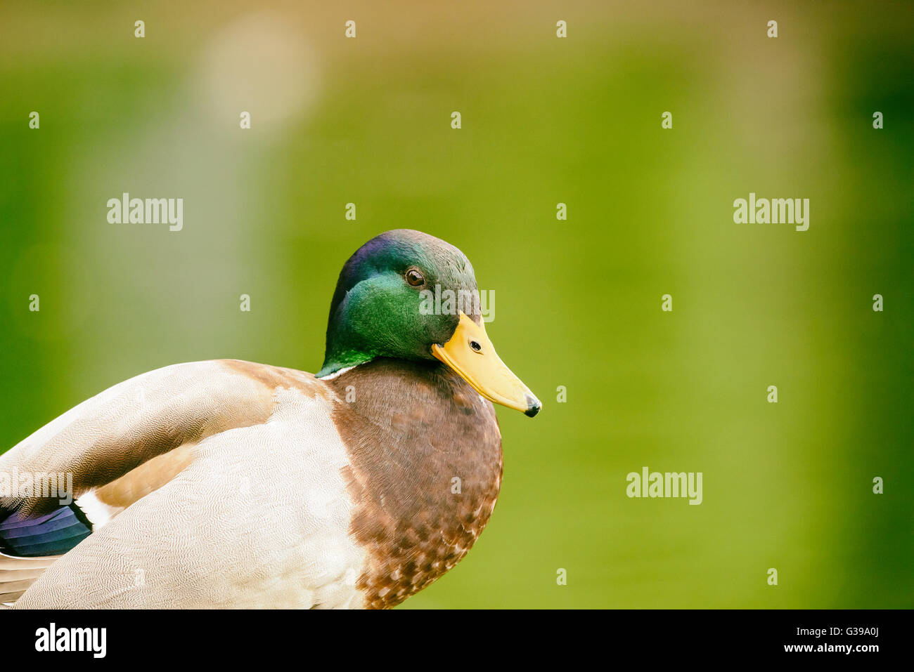 Wild Duck Portrait Close Up Stock Photo - Alamy