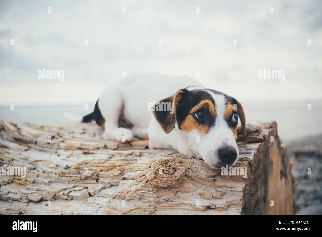 the dog is lying on a log Stock Photo - Alamy