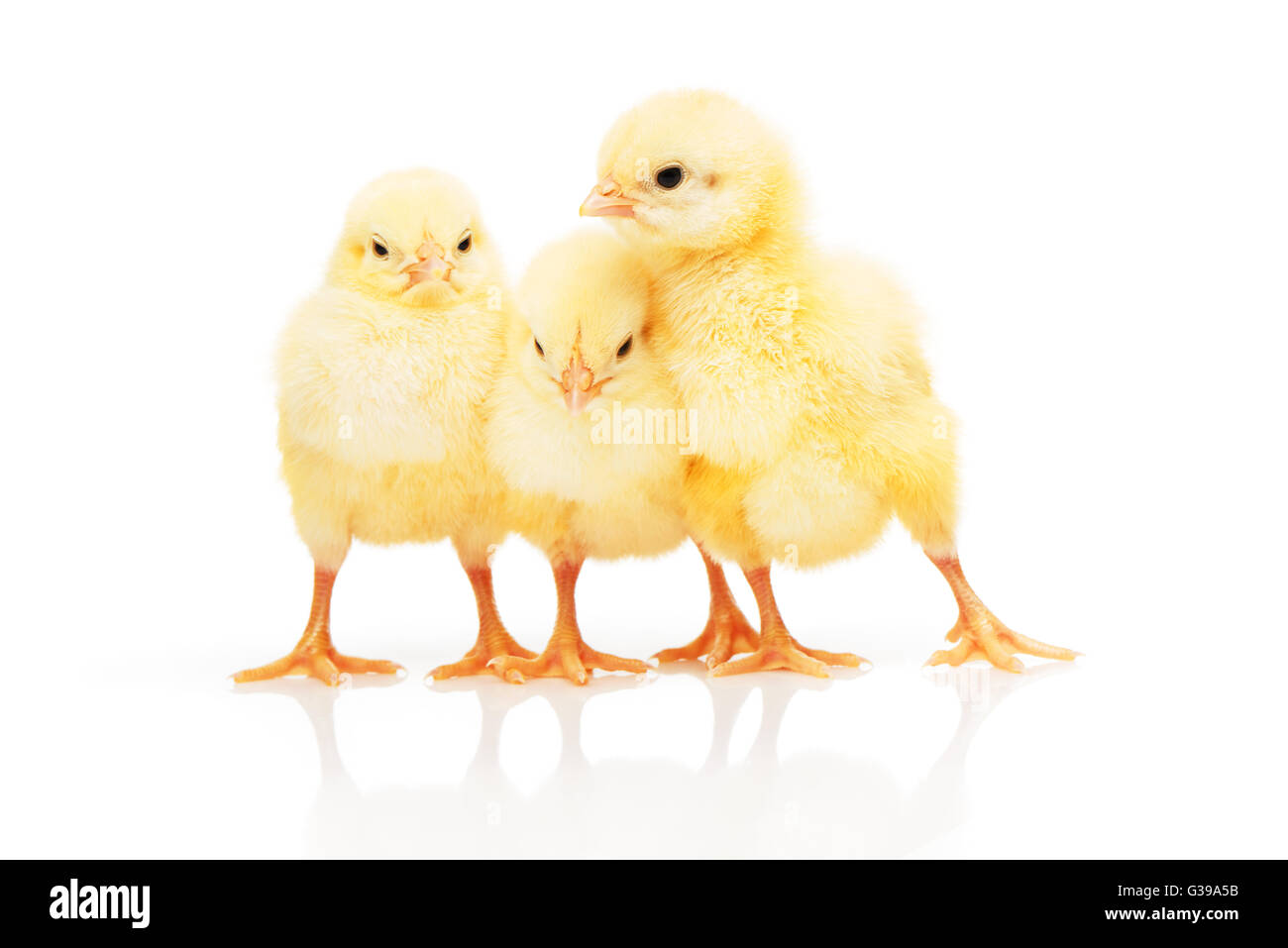 Three small yellow chickens standing close to each other, isolated on ...