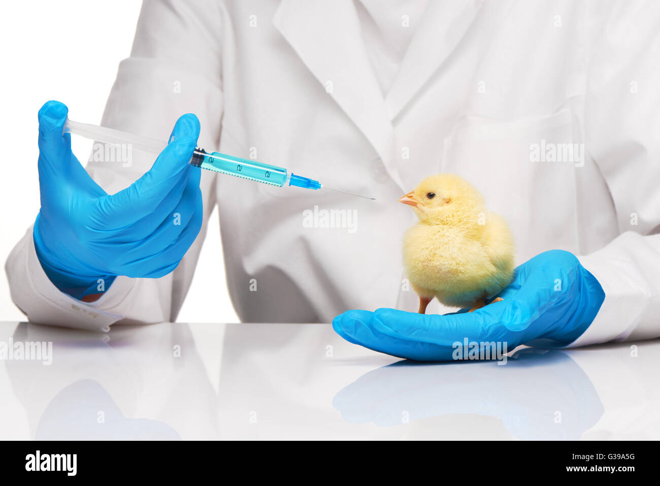 Veterinarian makes an injection to small yellow chicken with syringe ...