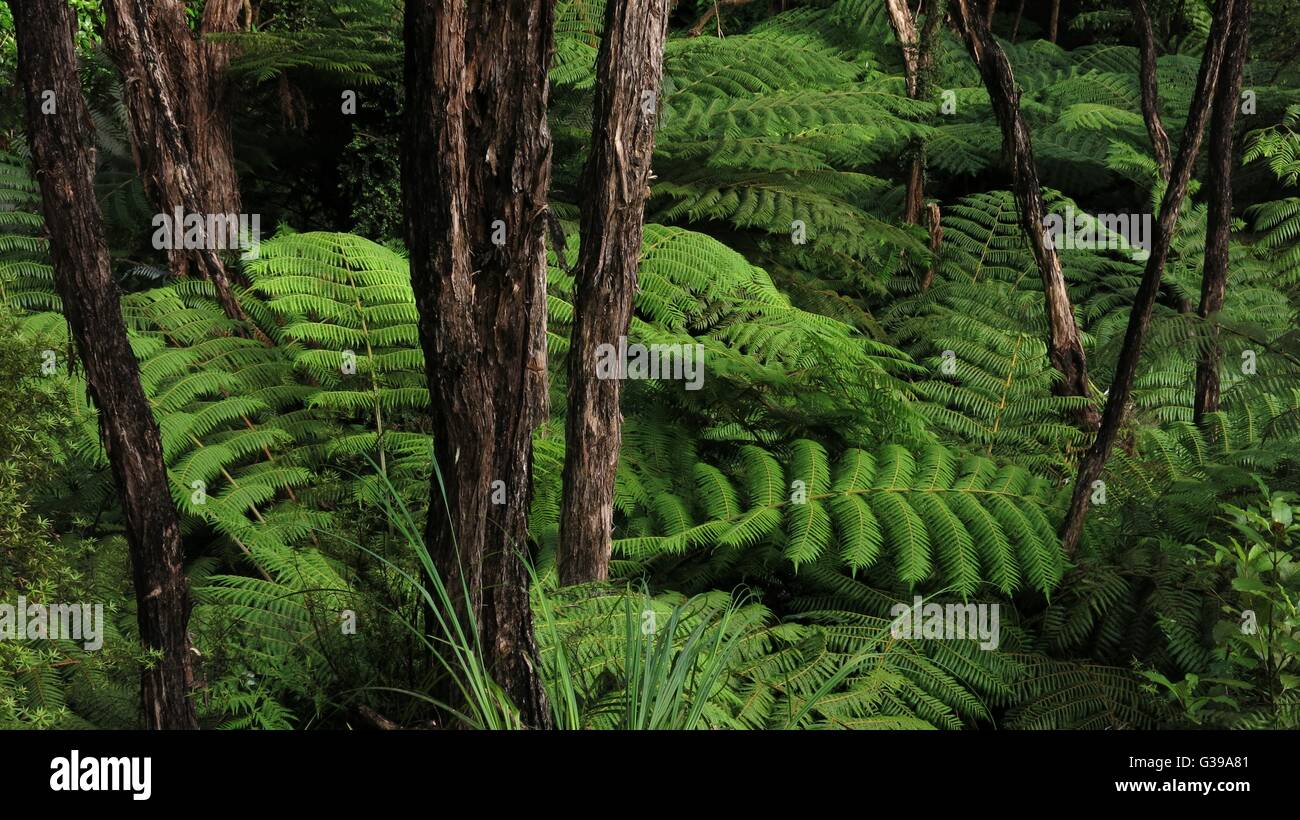 Typical fern hi-res stock photography and images - Alamy