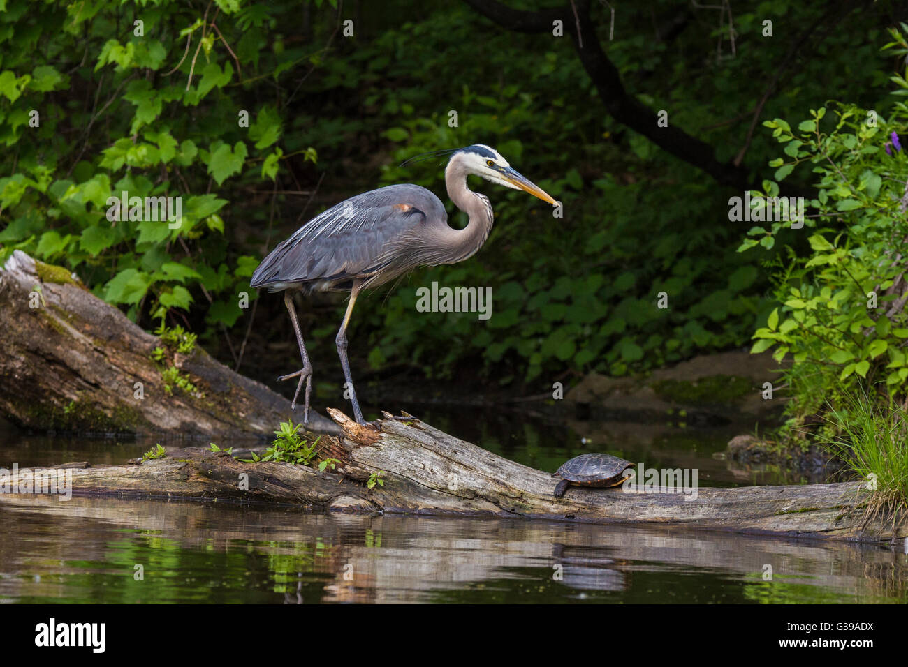Funny green fish hi-res stock photography and images - Alamy