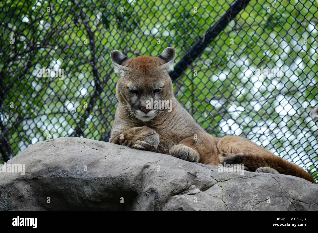 Puma on the rocks Stock Photo - Alamy