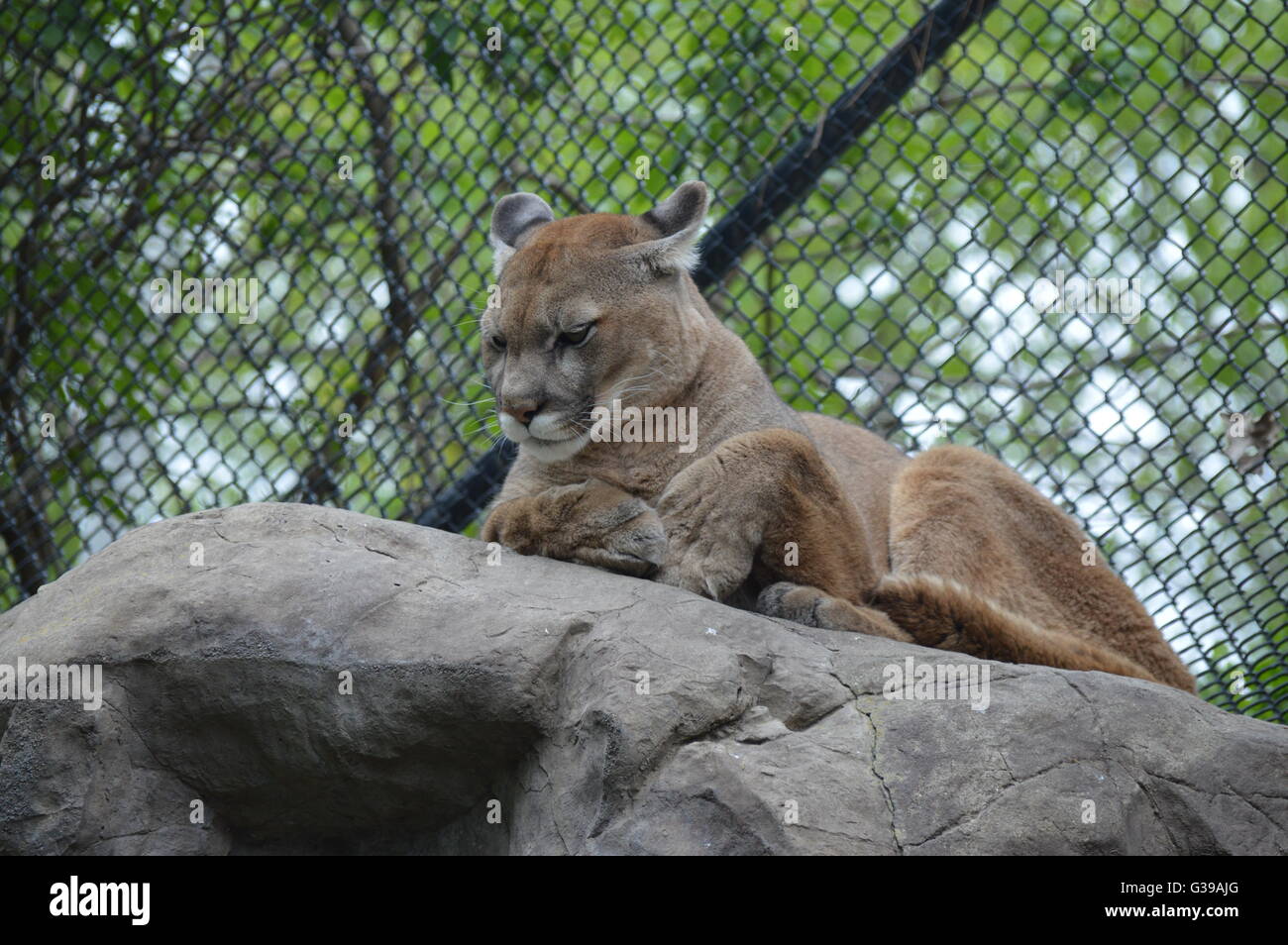 Puma sitting hi-res stock photography and images - Alamy