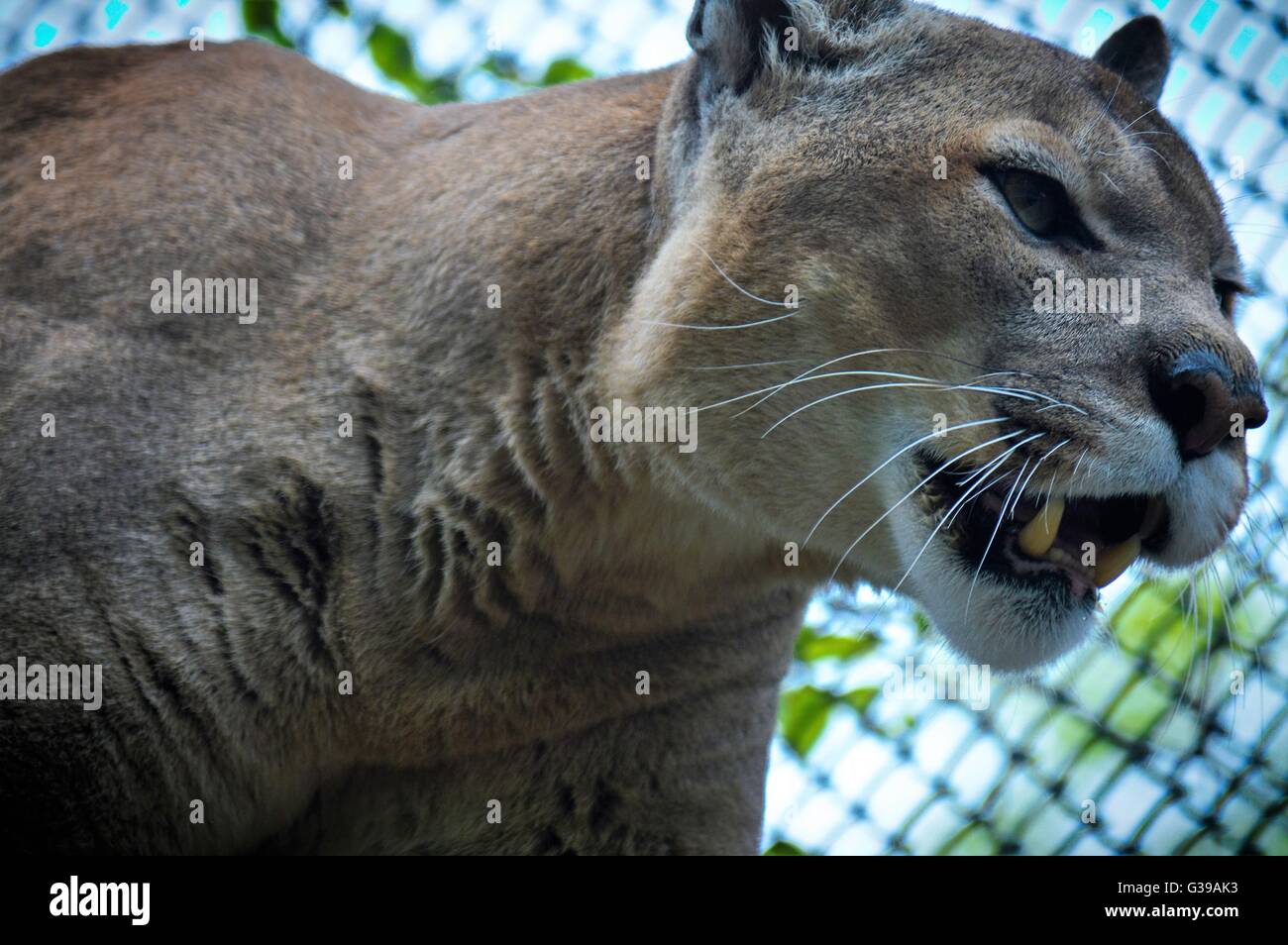 Puma sitting hi-res stock photography and images - Alamy