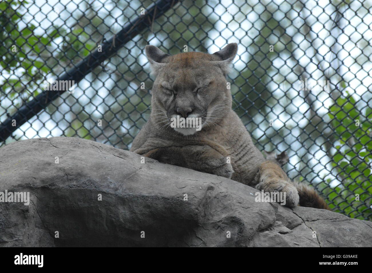 Puma sitting hi-res stock photography and images - Alamy