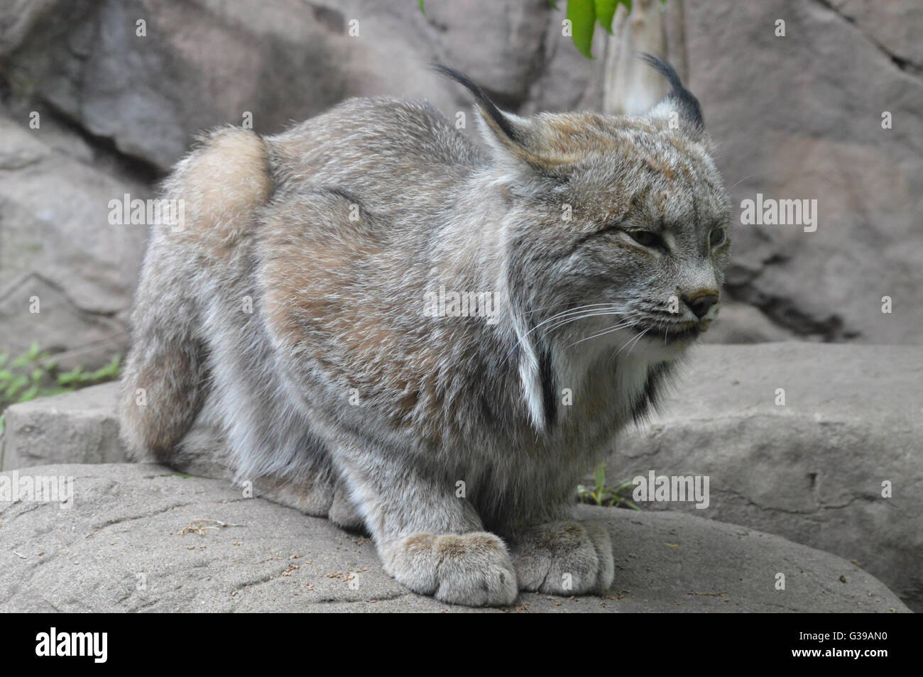 Canada lynx resting hi-res stock photography and images - Alamy