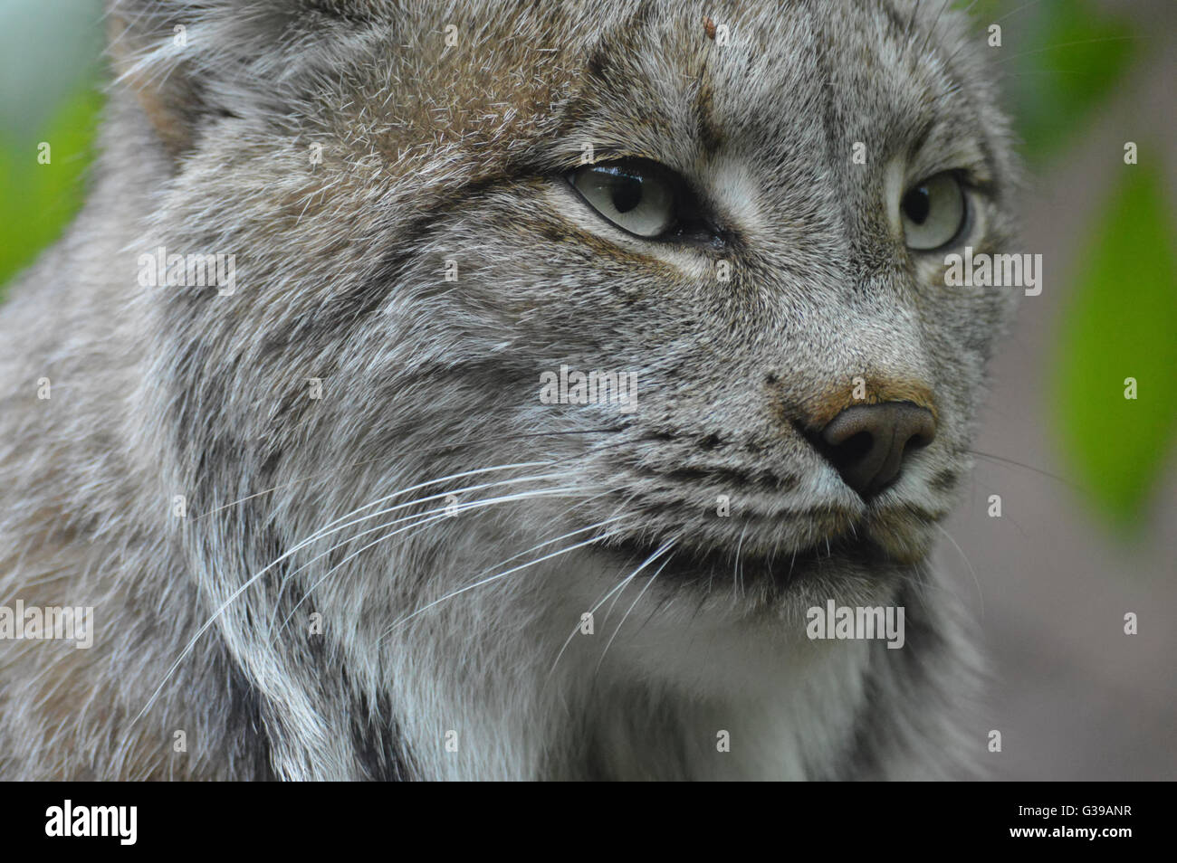 Canada lynx resting hi-res stock photography and images - Alamy