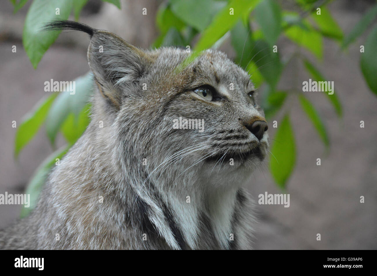 Canada lynx resting hi-res stock photography and images - Alamy