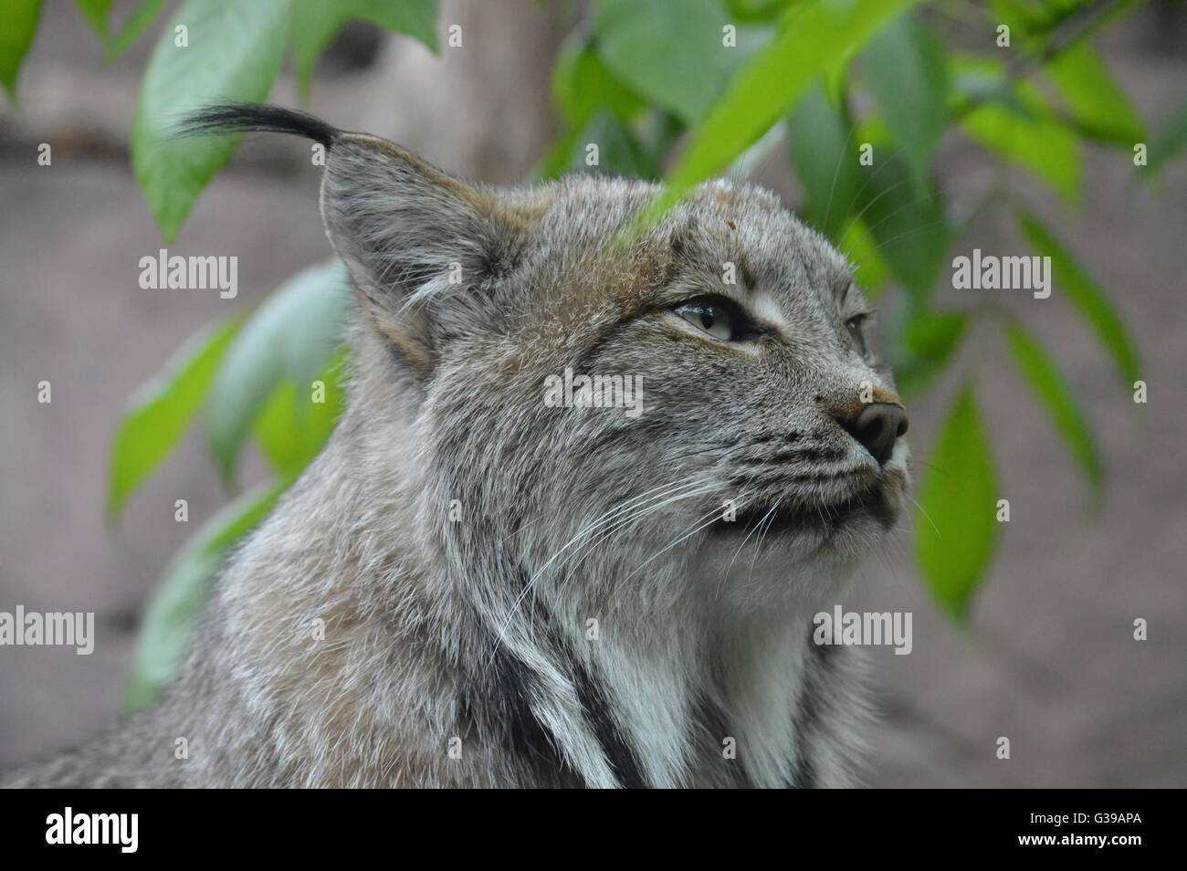 Canada lynx resting hi-res stock photography and images - Alamy