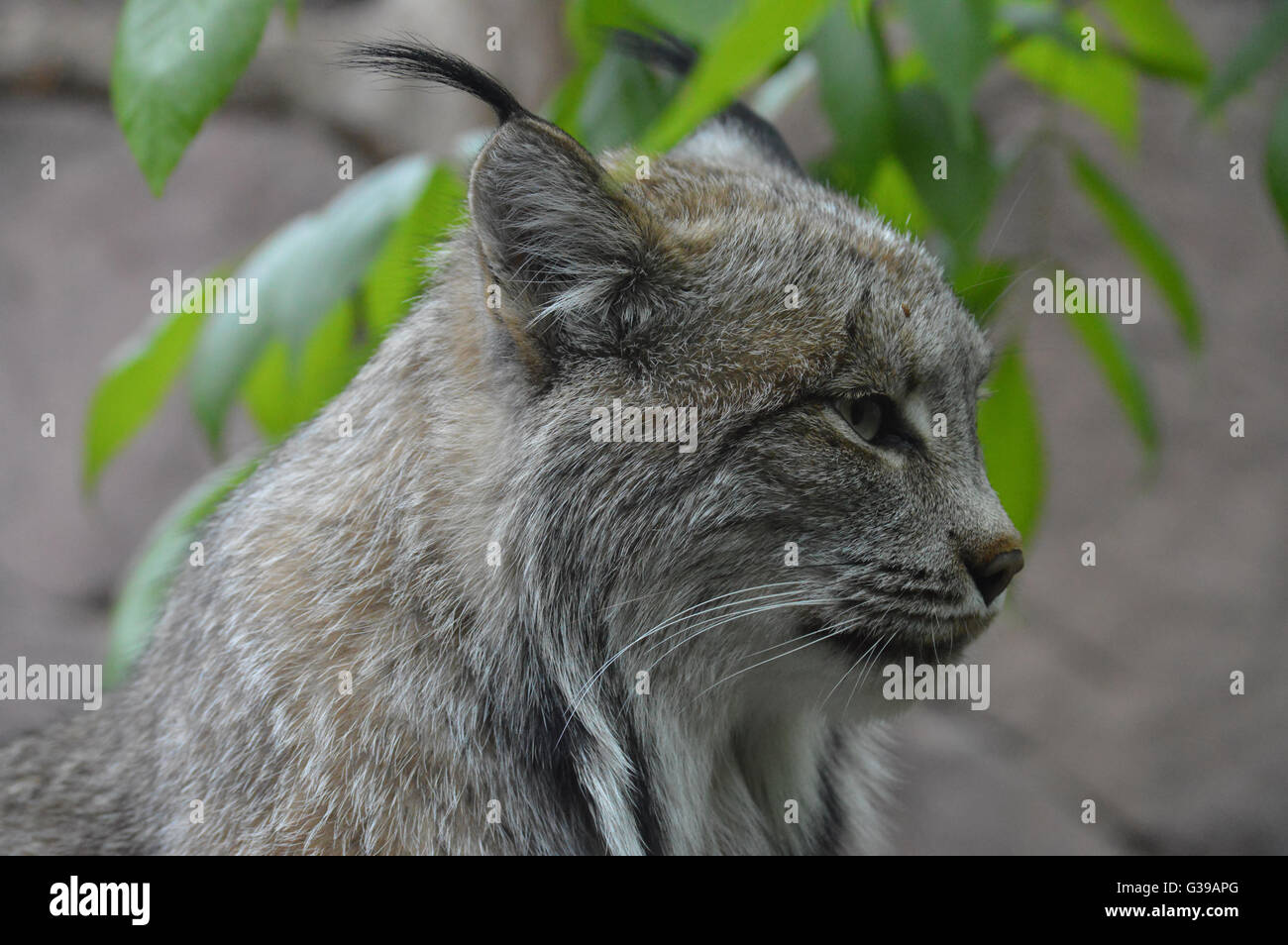 Canada lynx resting hi-res stock photography and images - Alamy