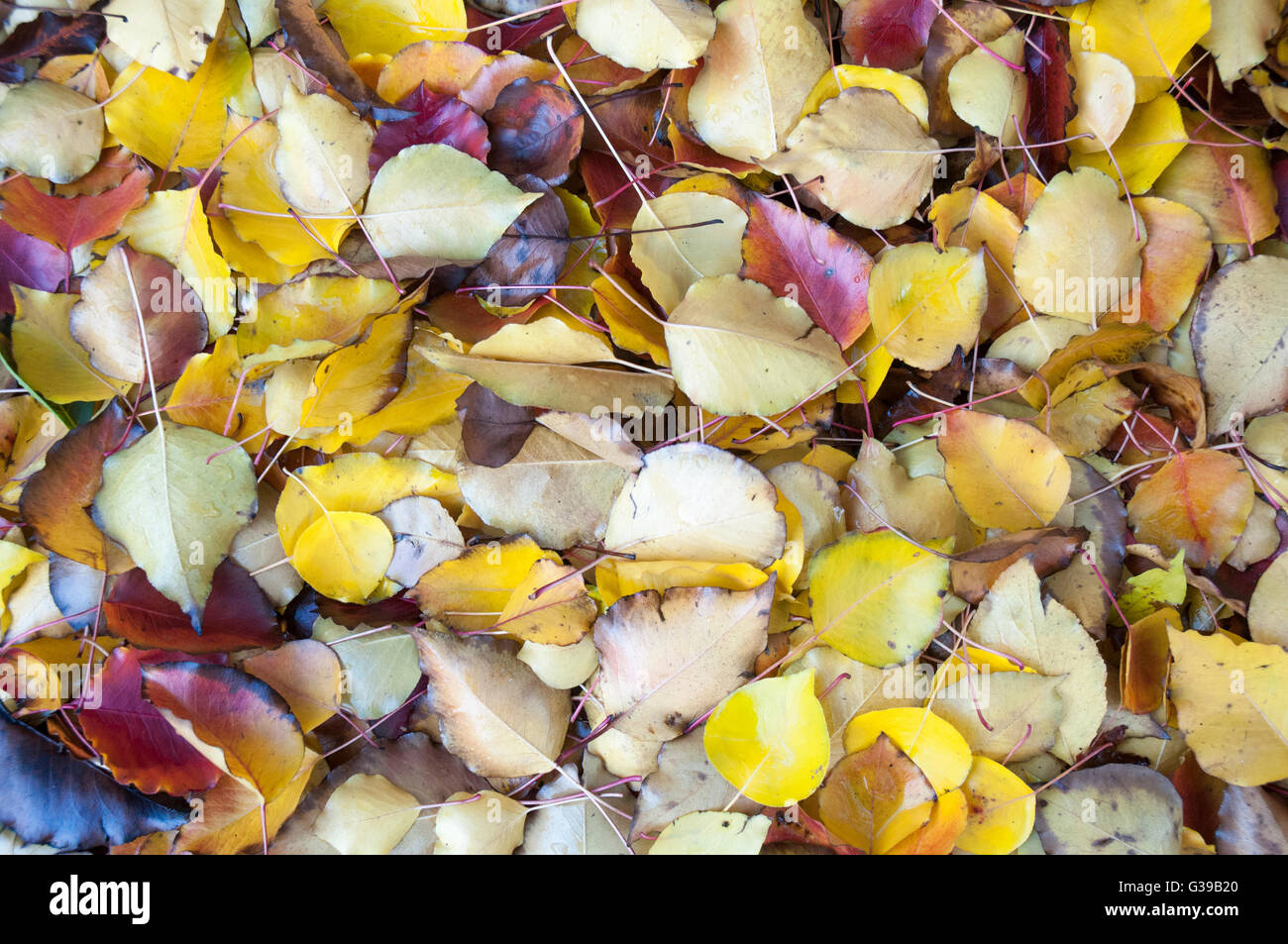 Ornamental pear tree hi-res stock photography and images - Alamy