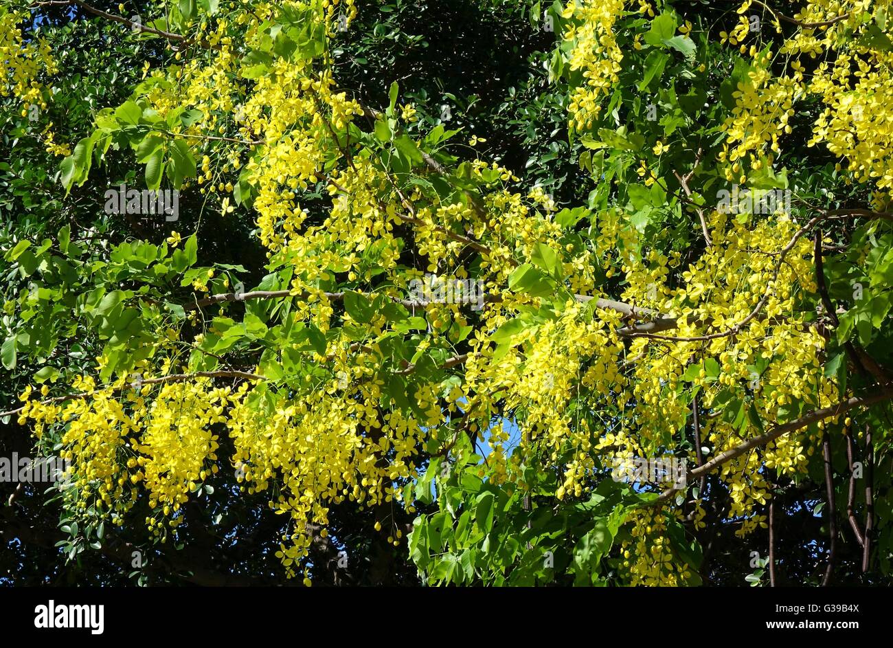 The beautiful yellow flowers of the Senna Tree (Senna surattenensis ...