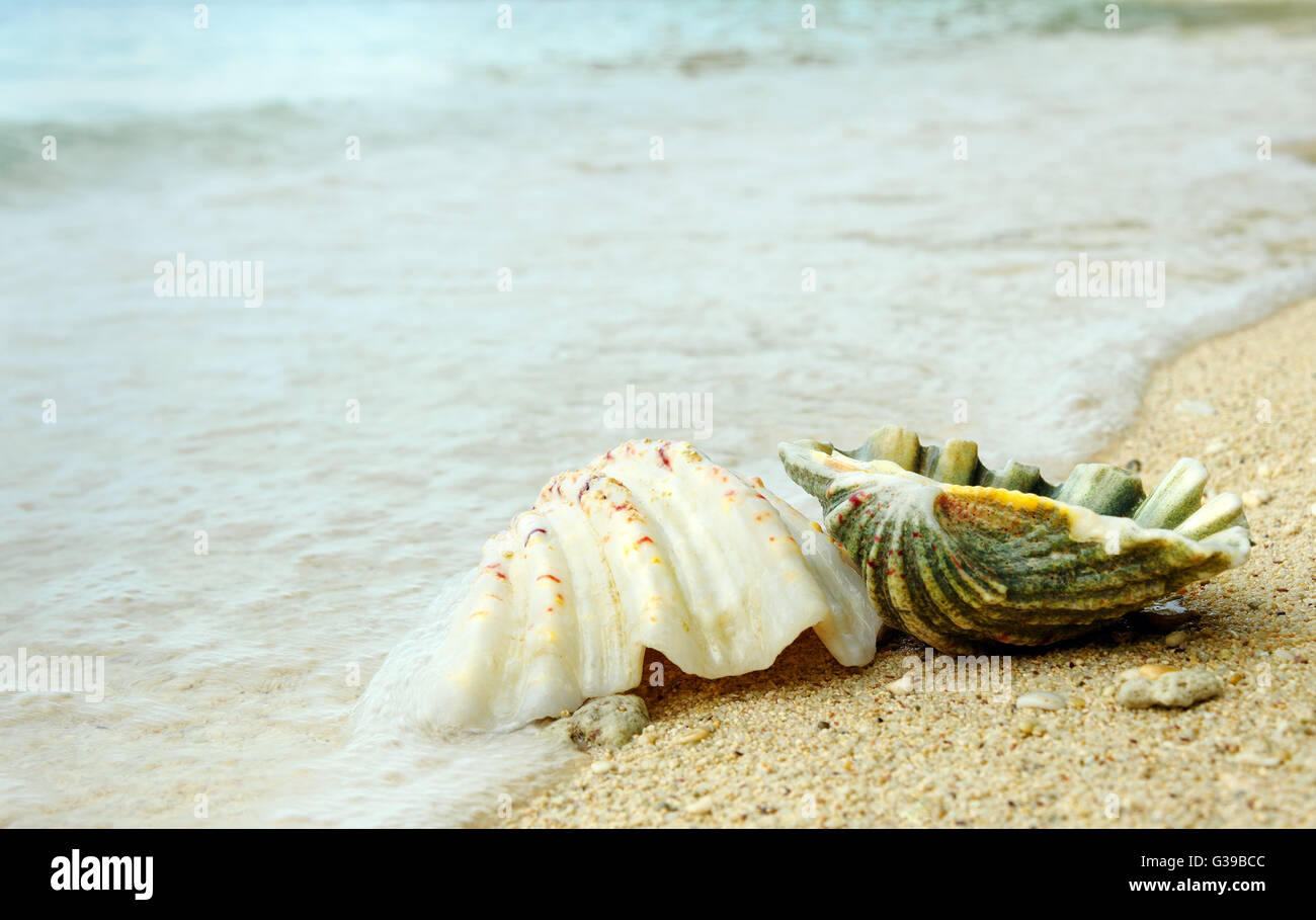 Seashells on sand at beach. Togean Islands or Togian Islands in the ...