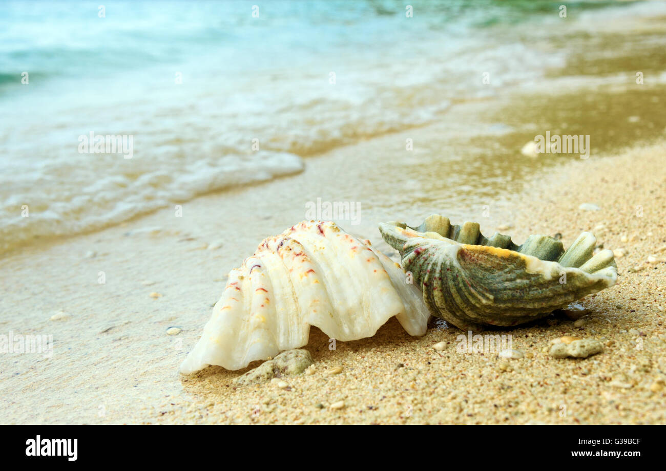 Seashells on sand at beach. Togean Islands or Togian Islands in the ...