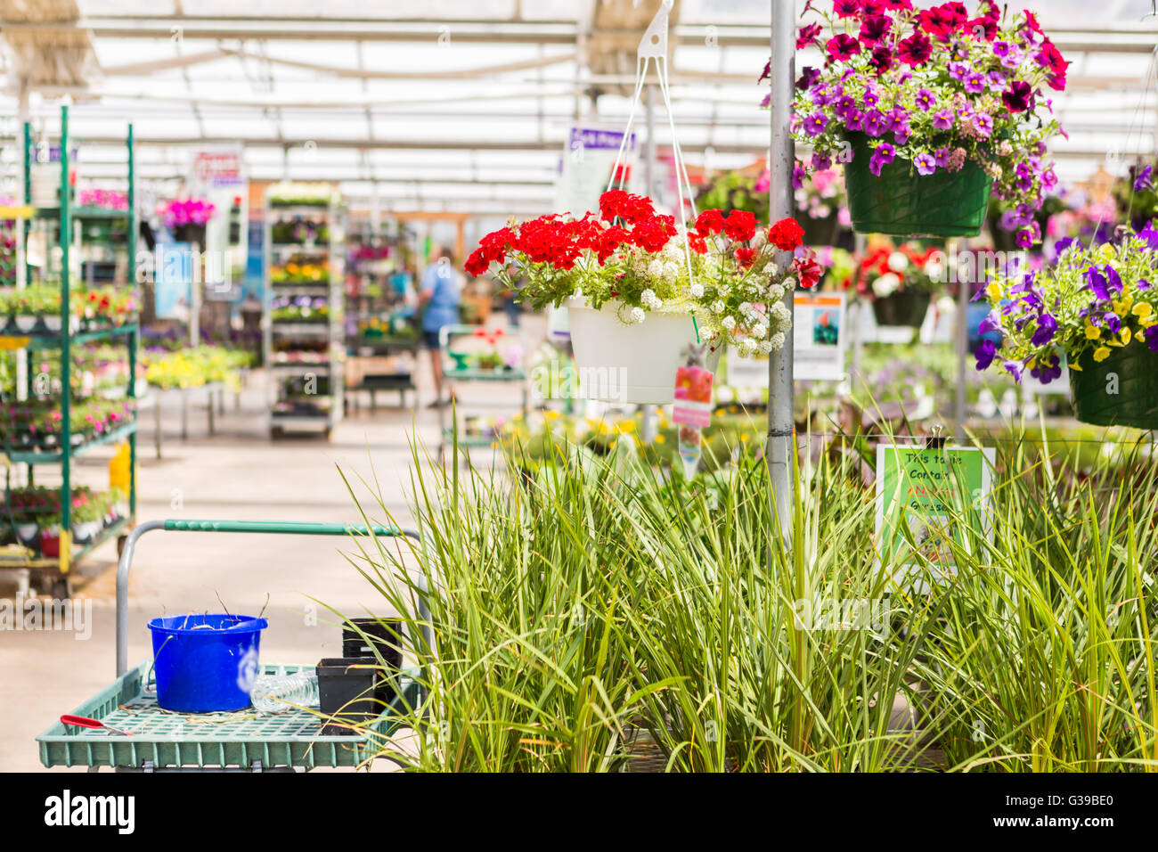 Abundance of colorful flowers at the garden center in Early Summer ...
