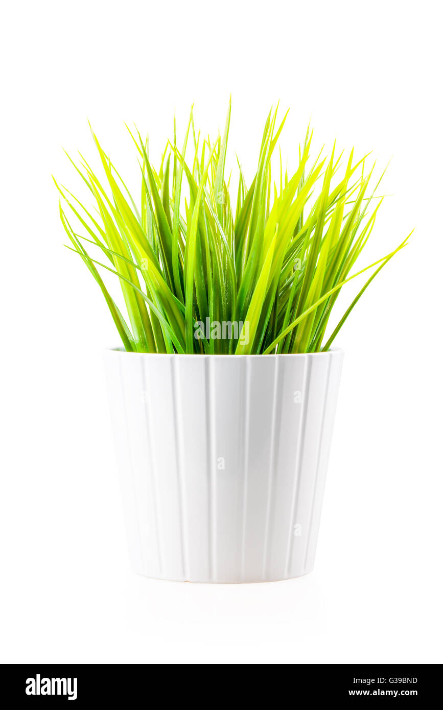 Fake plant in pot hi-res stock photography and images - Alamy