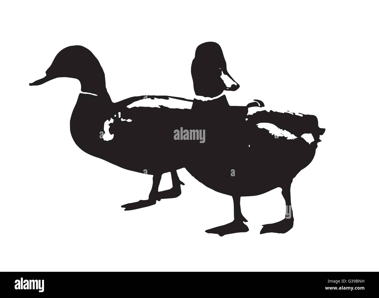 Drake Stock Vector Images - Alamy