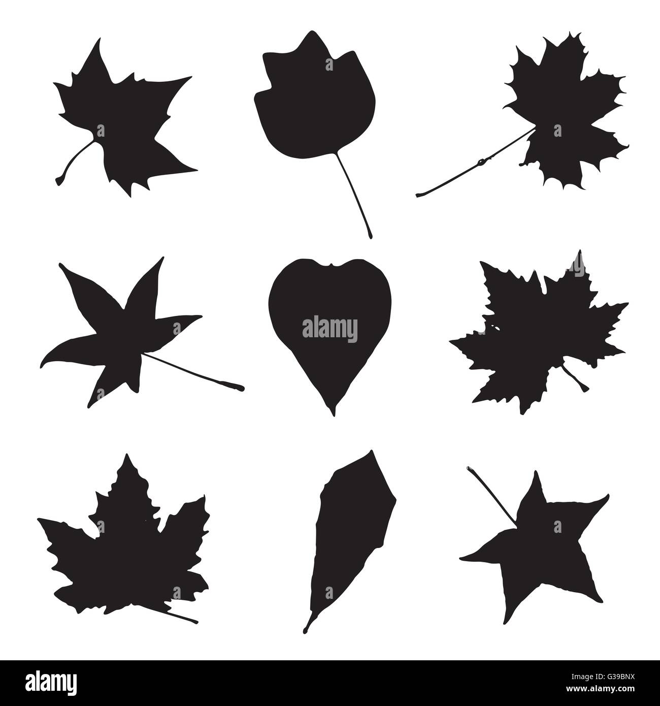 Fallen autumn leaves herbarium Stock Vector Images - Alamy