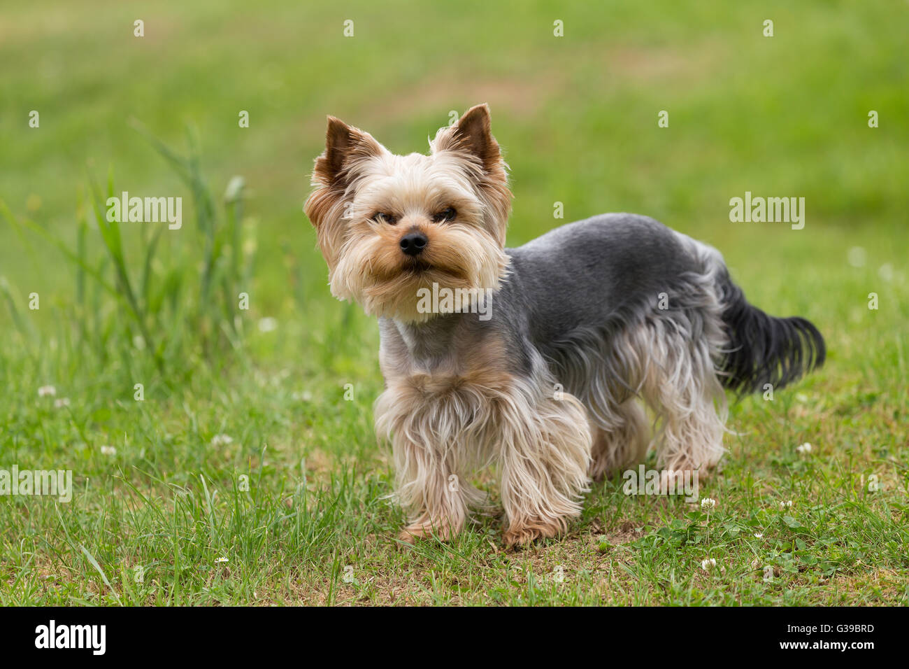 Cute small yorkshire terrier is plaing green lawn outdoor. Cute small ...