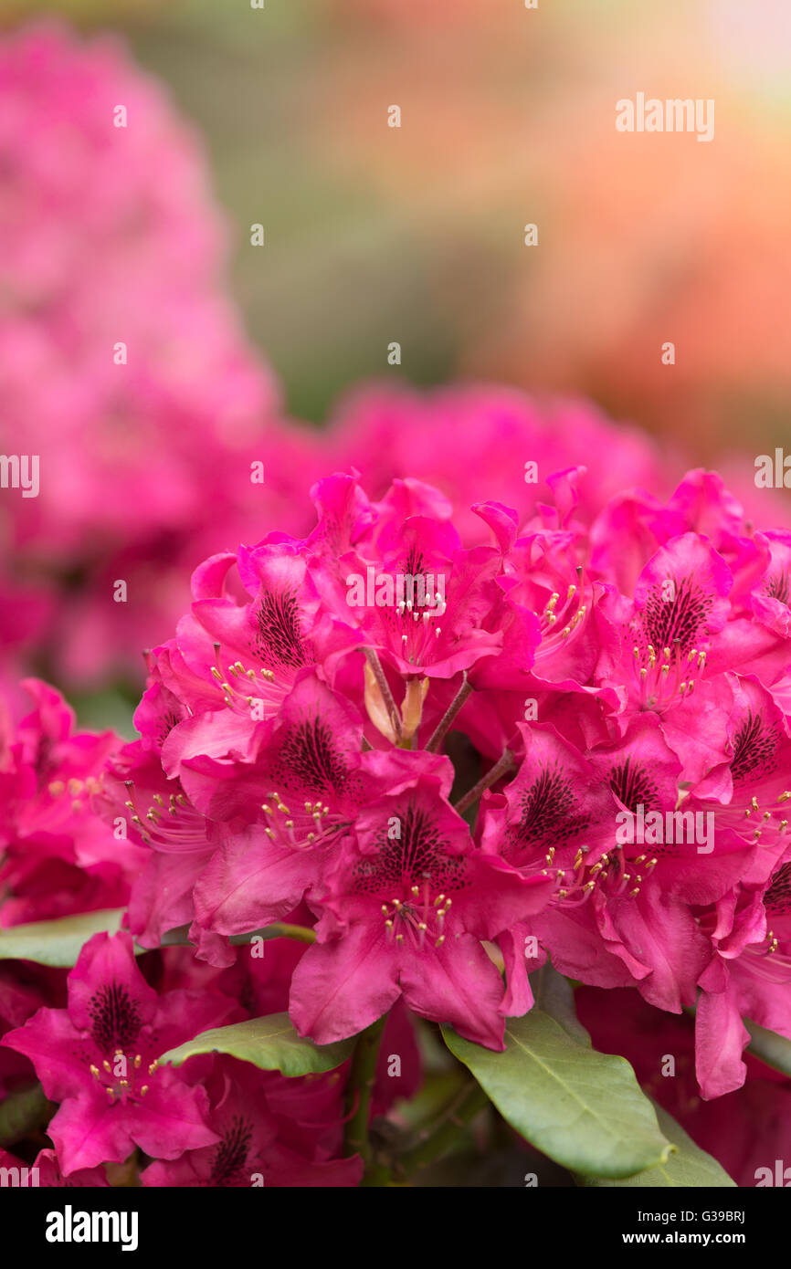 Pink, red azaleas blooms with small evergreen leaves in springtime ...