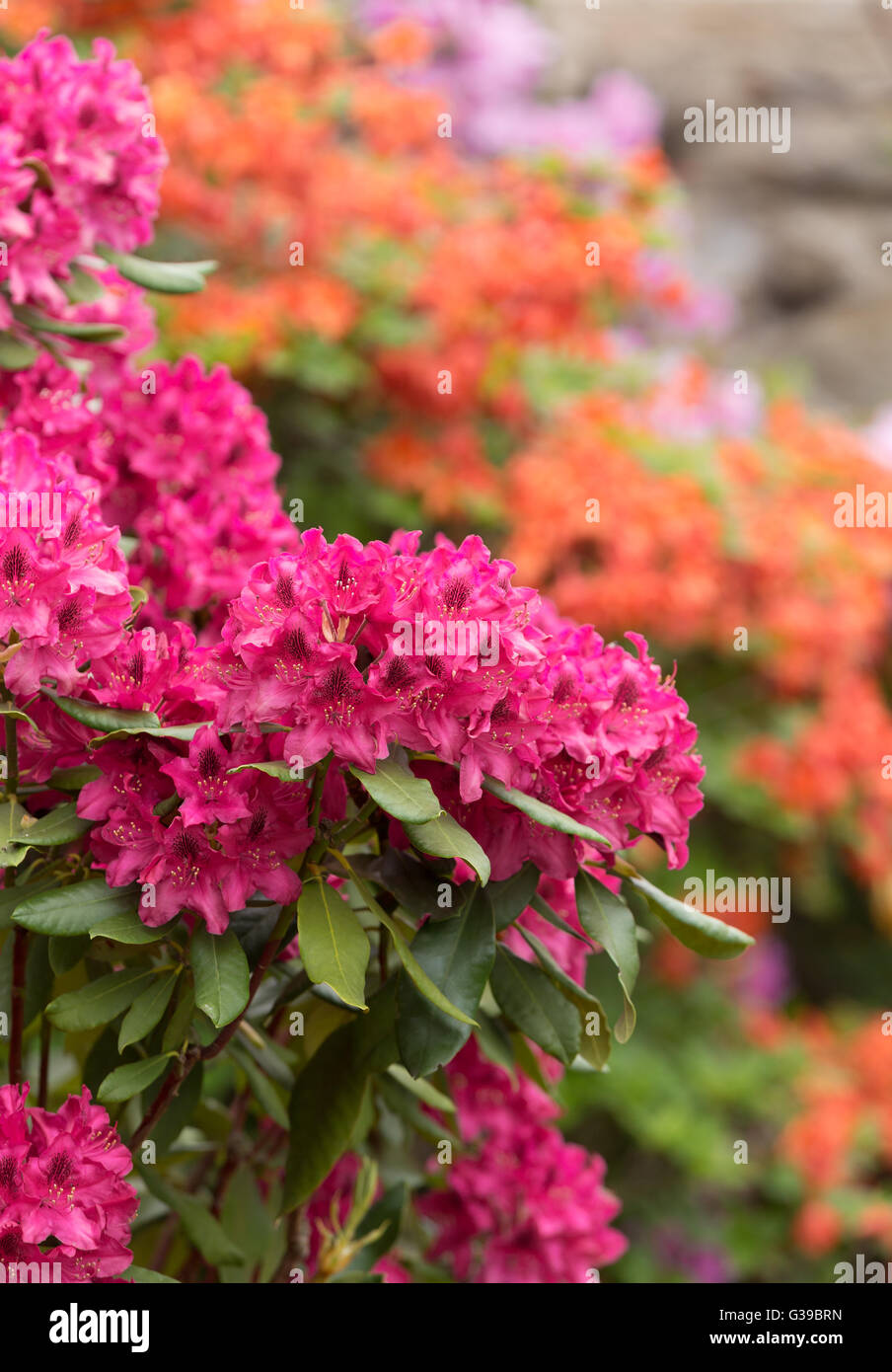 Pink, red azaleas blooms with small evergreen leaves in springtime ...