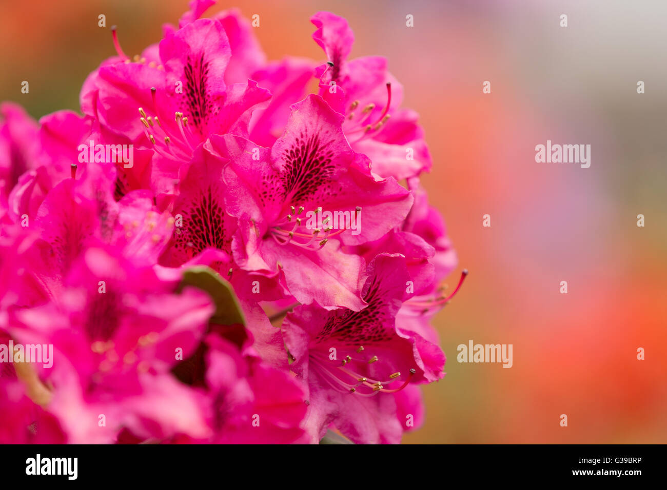 Pink, red azaleas blooms with small evergreen leaves in springtime ...