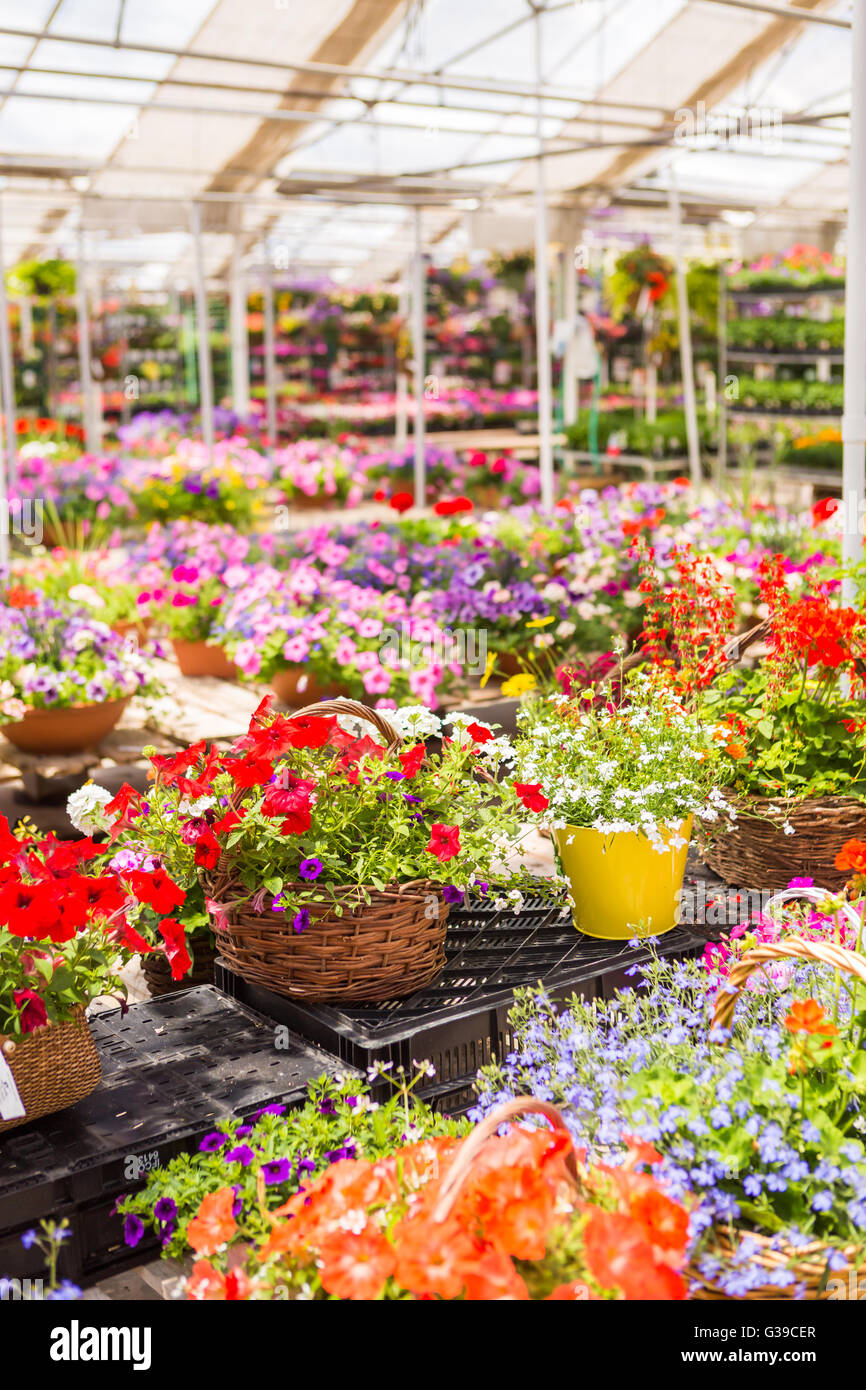 Abundance of colorful flowers at the garden center in Early Summer ...